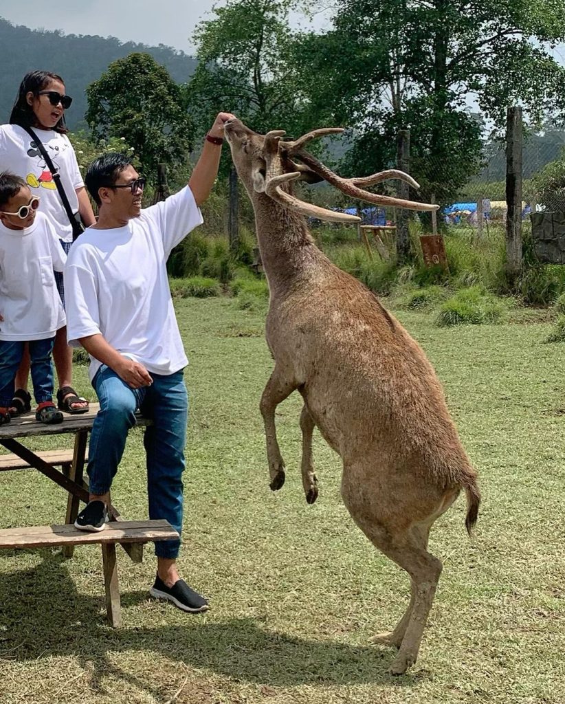 Paket Wisata Ranca Upas Ciwidey dari Jakarta Tahun 2024: Rekomendasi ...